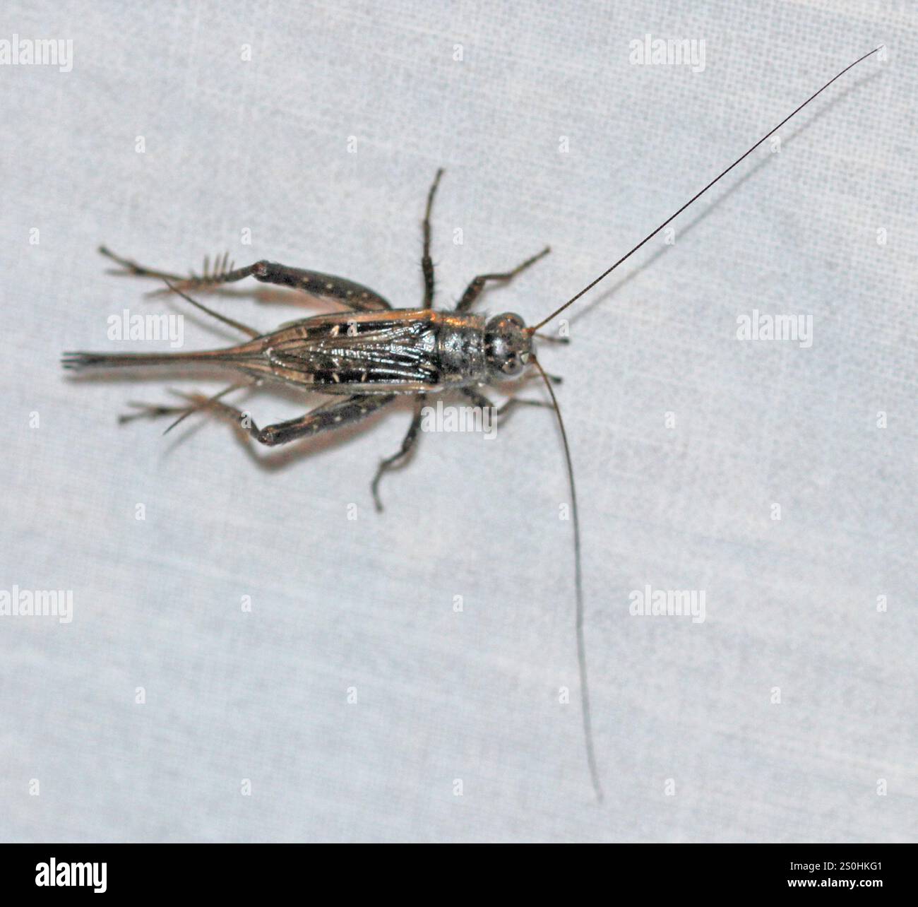 Robust Ground Crickets (Allonemobius Stock Photo - Alamy