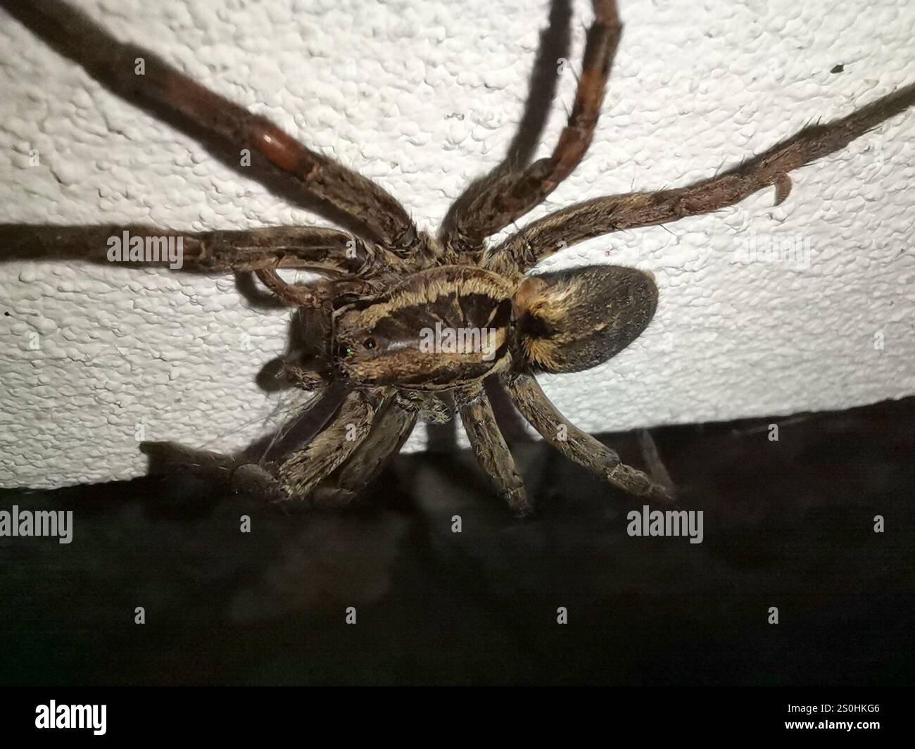 Radiated Wolf Spider (Hogna radiata Stock Photo - Alamy