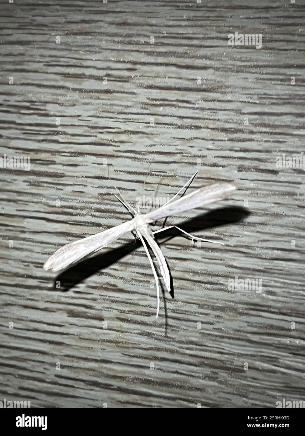 Plain Plume Moth (Hellinsia homodactylus Stock Photo - Alamy