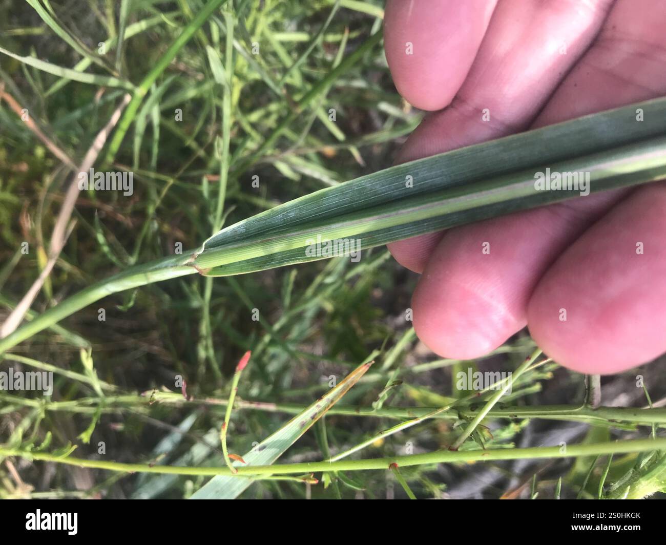 Florida paspalum (Paspalum floridanum Stock Photo - Alamy