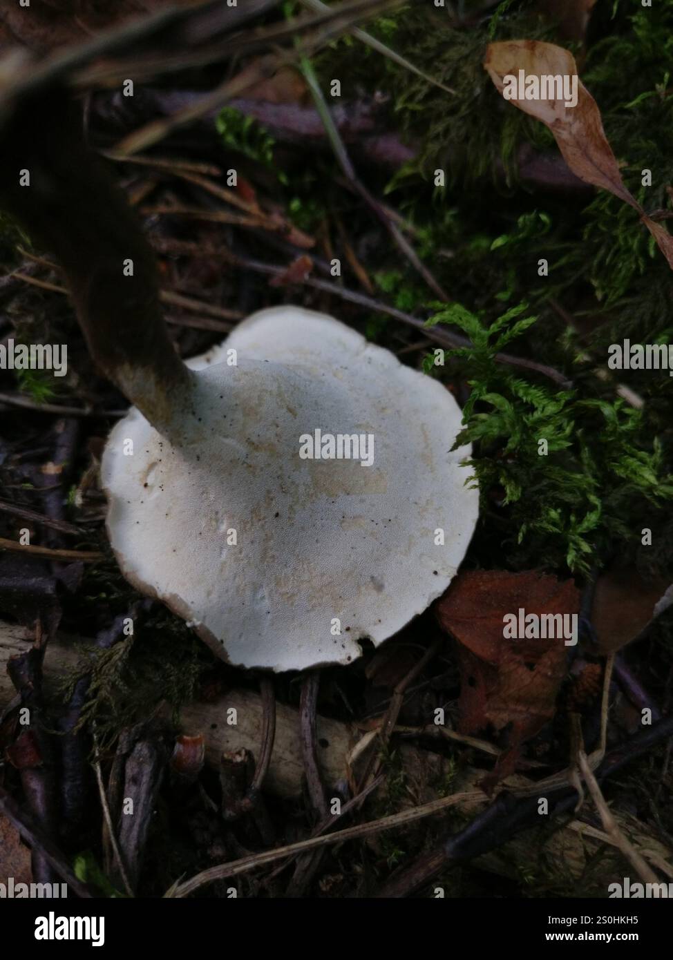 Fringed polypore (Lentinus substrictus Stock Photo - Alamy