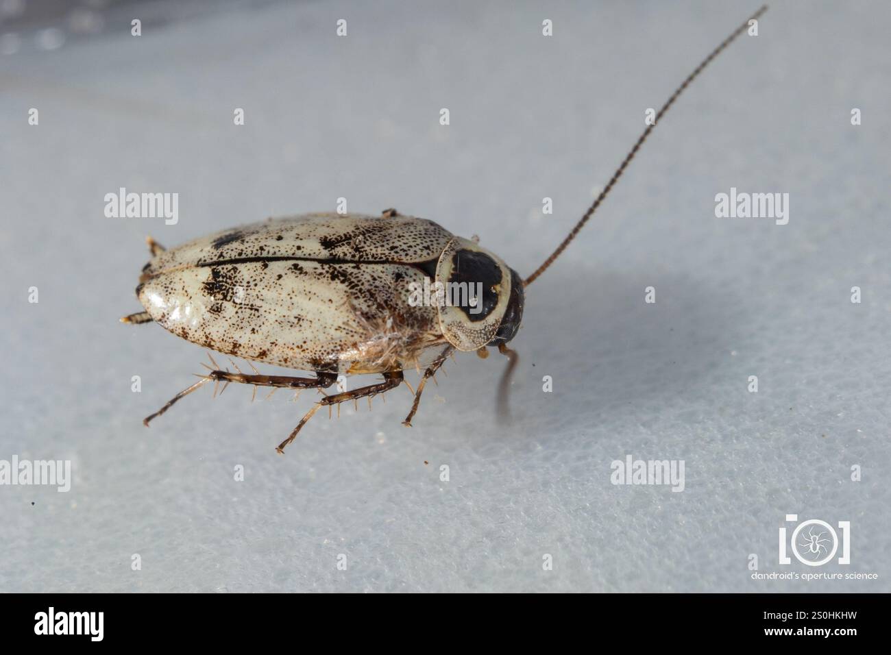 Painted Beetle Cockroach (Plectoptera picta Stock Photo - Alamy
