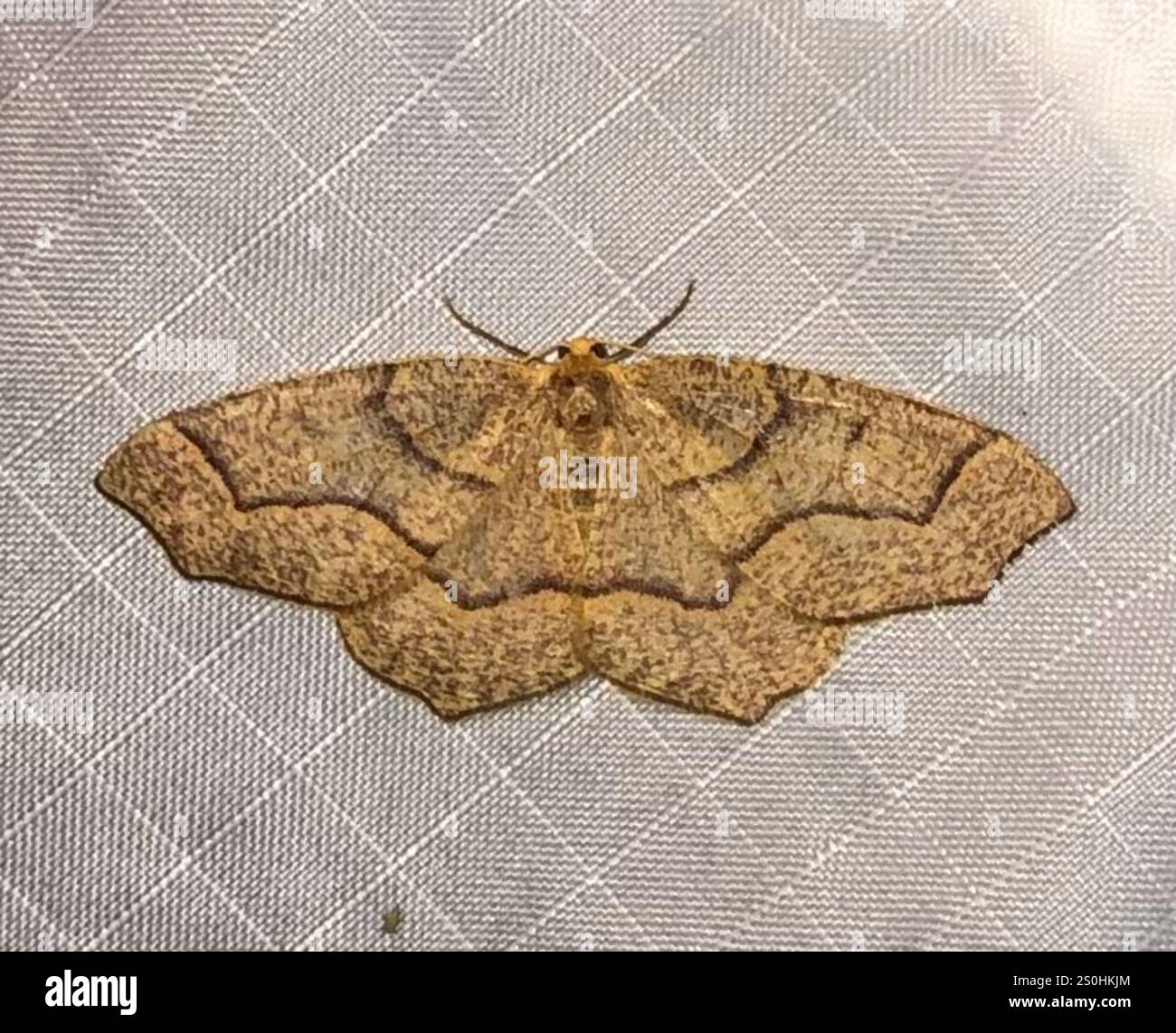 Hemlock Looper Moth (Lambdina fiscellaria Stock Photo - Alamy