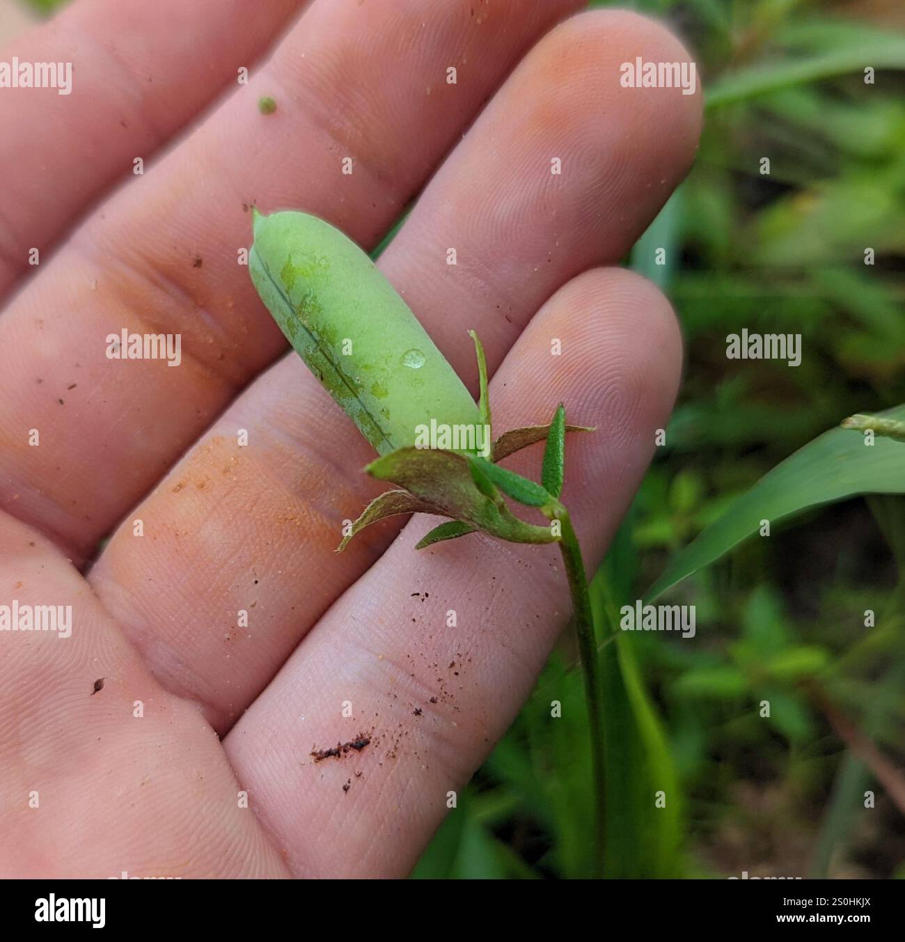 Rabbitbells (Crotalaria rotundifolia Stock Photo - Alamy