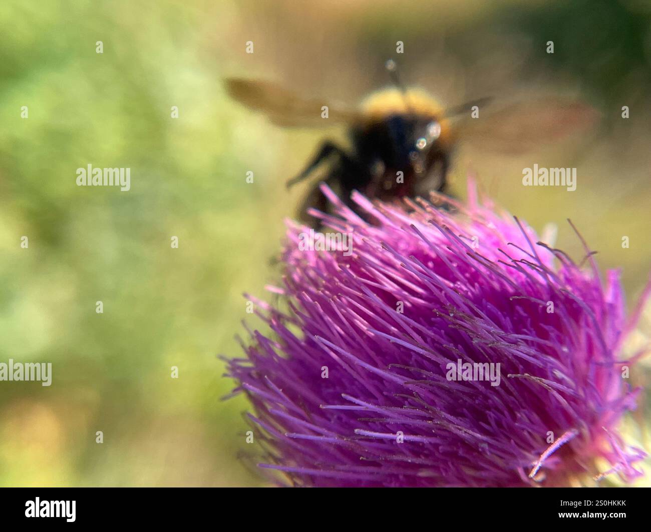 Common Carder Bumble Bee (Bombus pascuorum Stock Photo - Alamy