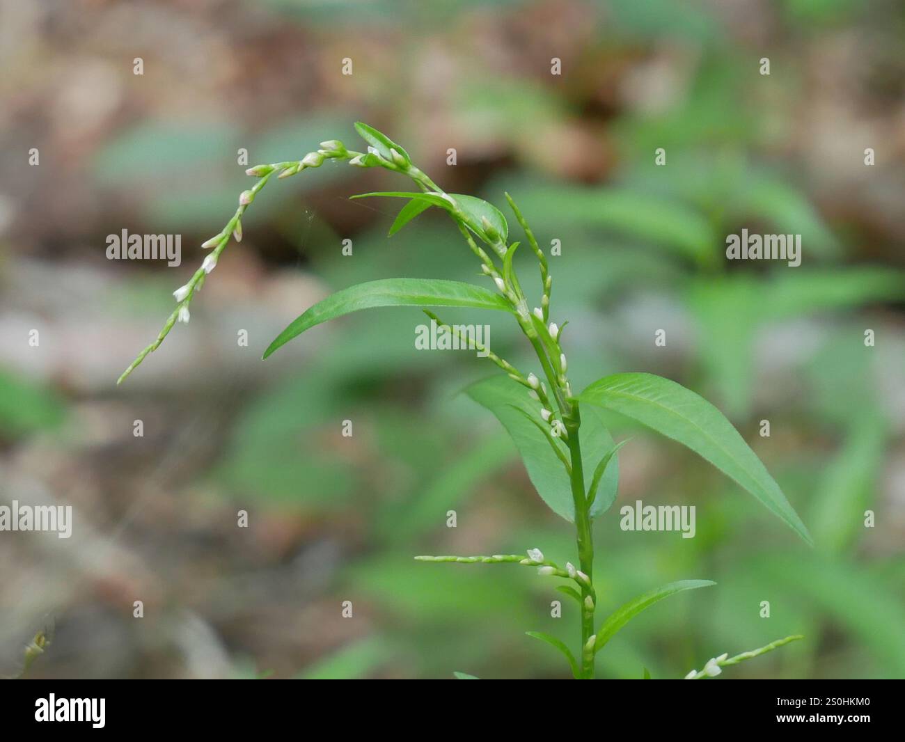 waterpepper (Persicaria hydropiper Stock Photo - Alamy