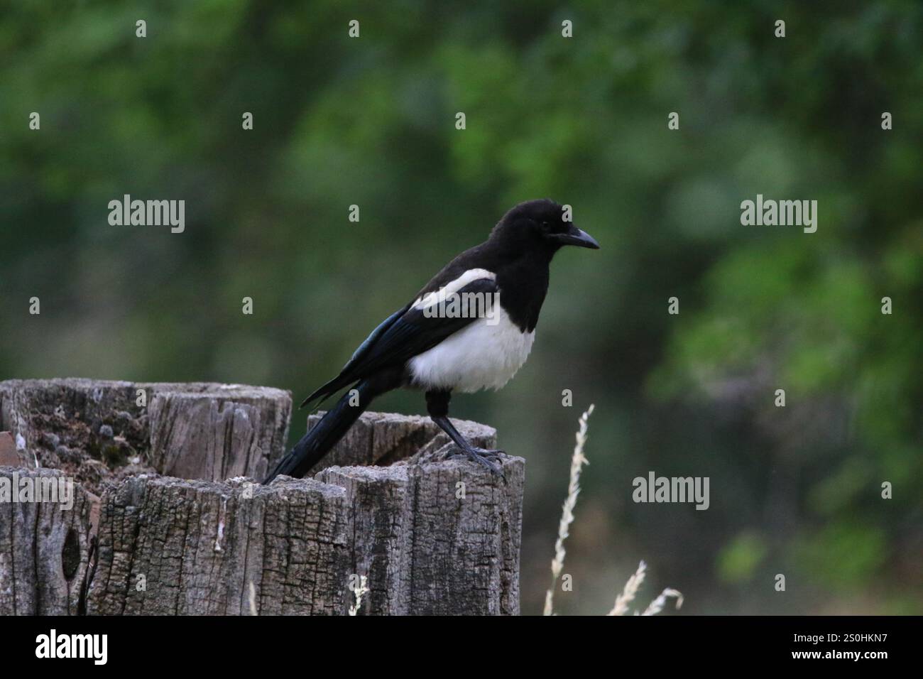 Black-billed Magpie (Pica hudsonia Stock Photo - Alamy