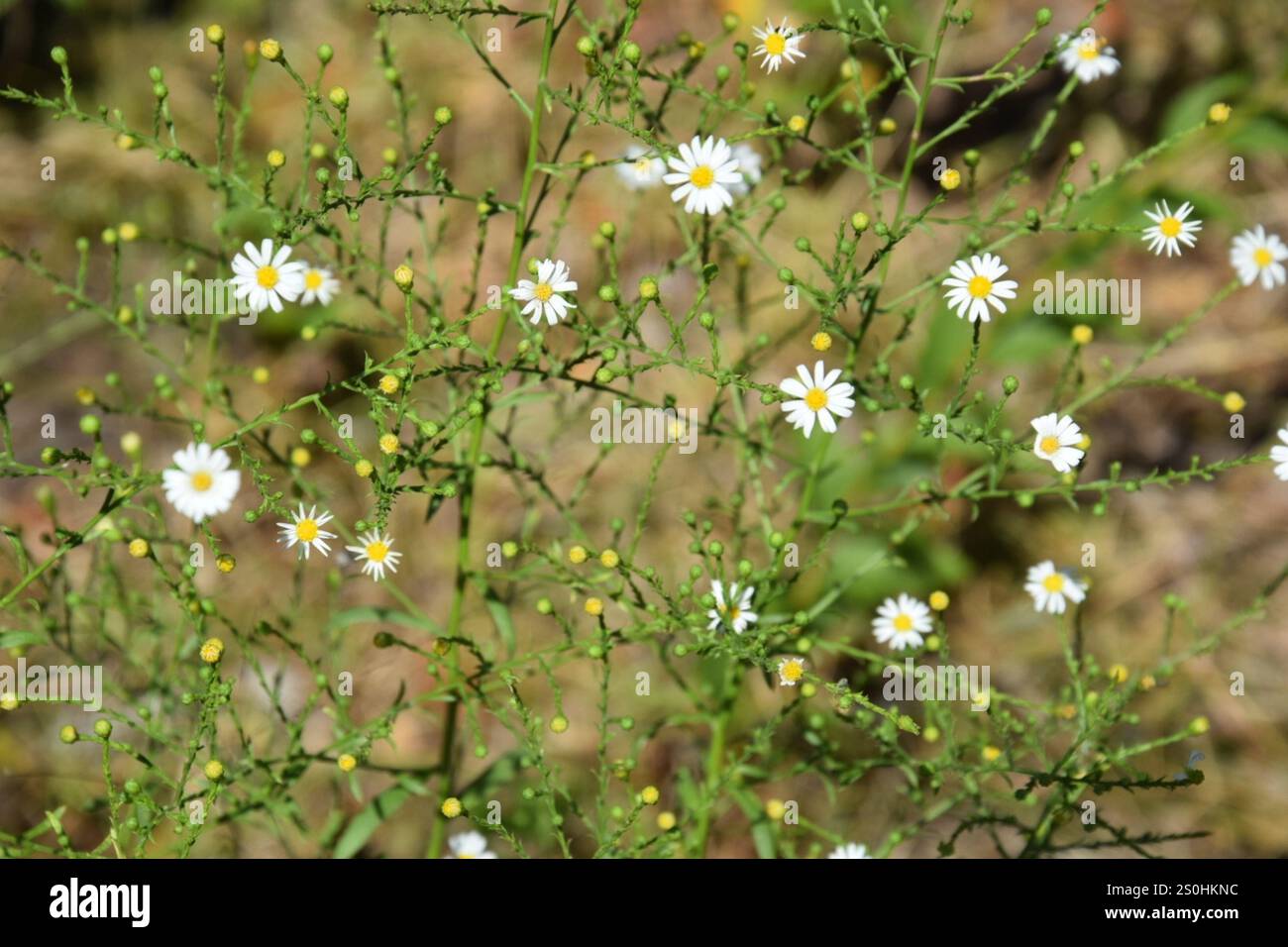 annual saltmarsh aster (Symphyotrichum subulatum Stock Photo - Alamy