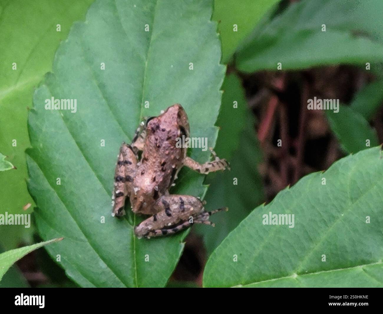 Southern Cricket Frog (Acris gryllus Stock Photo - Alamy