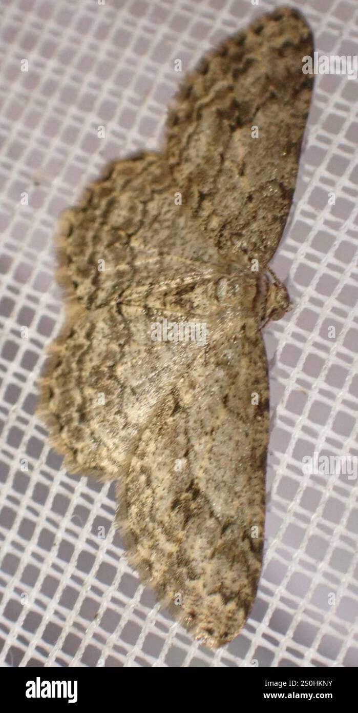 Small Engrailed (Ectropis crepuscularia Stock Photo - Alamy