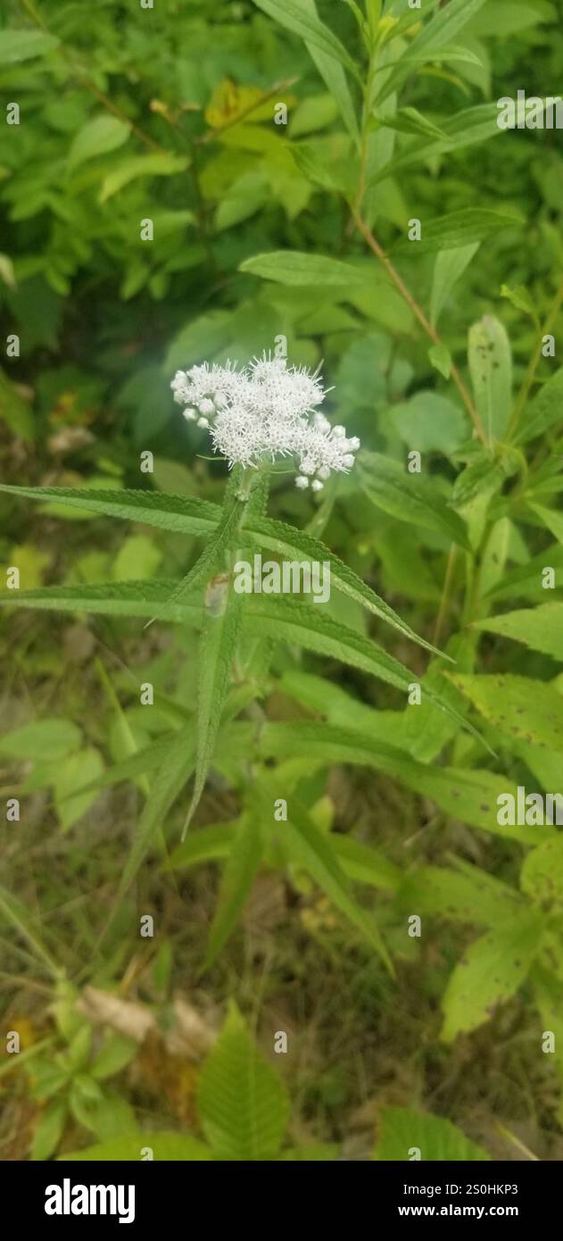 common boneset (Eupatorium perfoliatum Stock Photo - Alamy