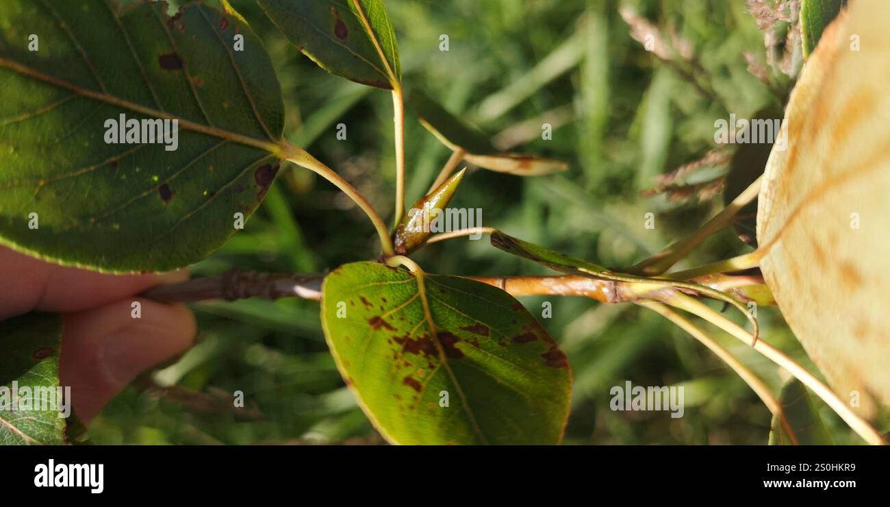 balsam poplar (Populus balsamifera Stock Photo - Alamy
