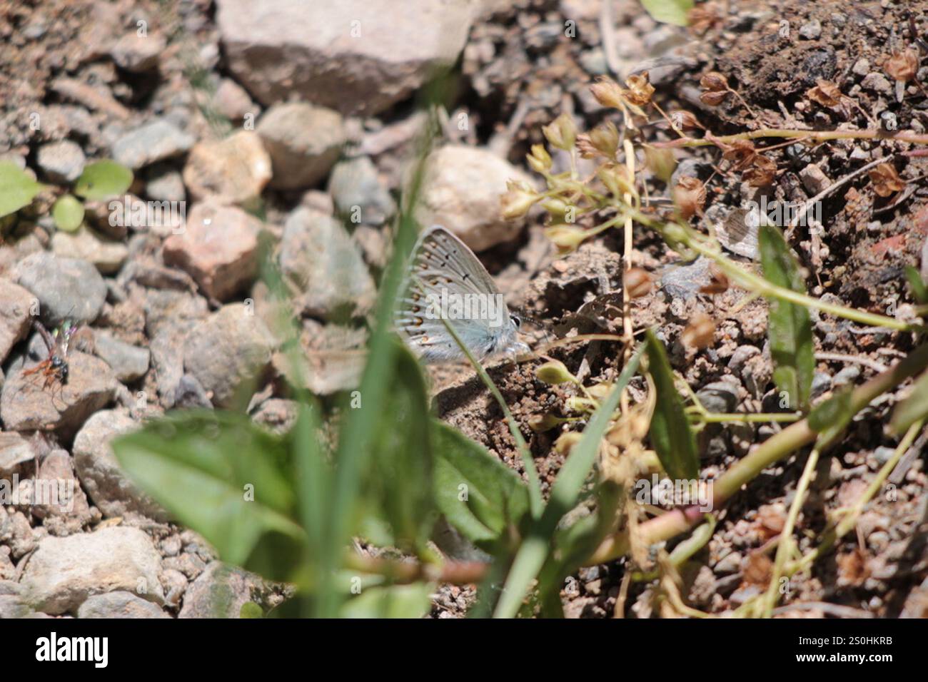 Anna's Blue (Plebejus anna Stock Photo - Alamy