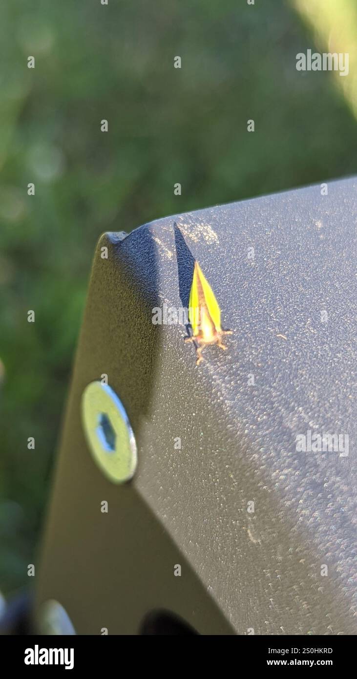 Two-striped Planthopper (Acanalonia bivittata Stock Photo - Alamy