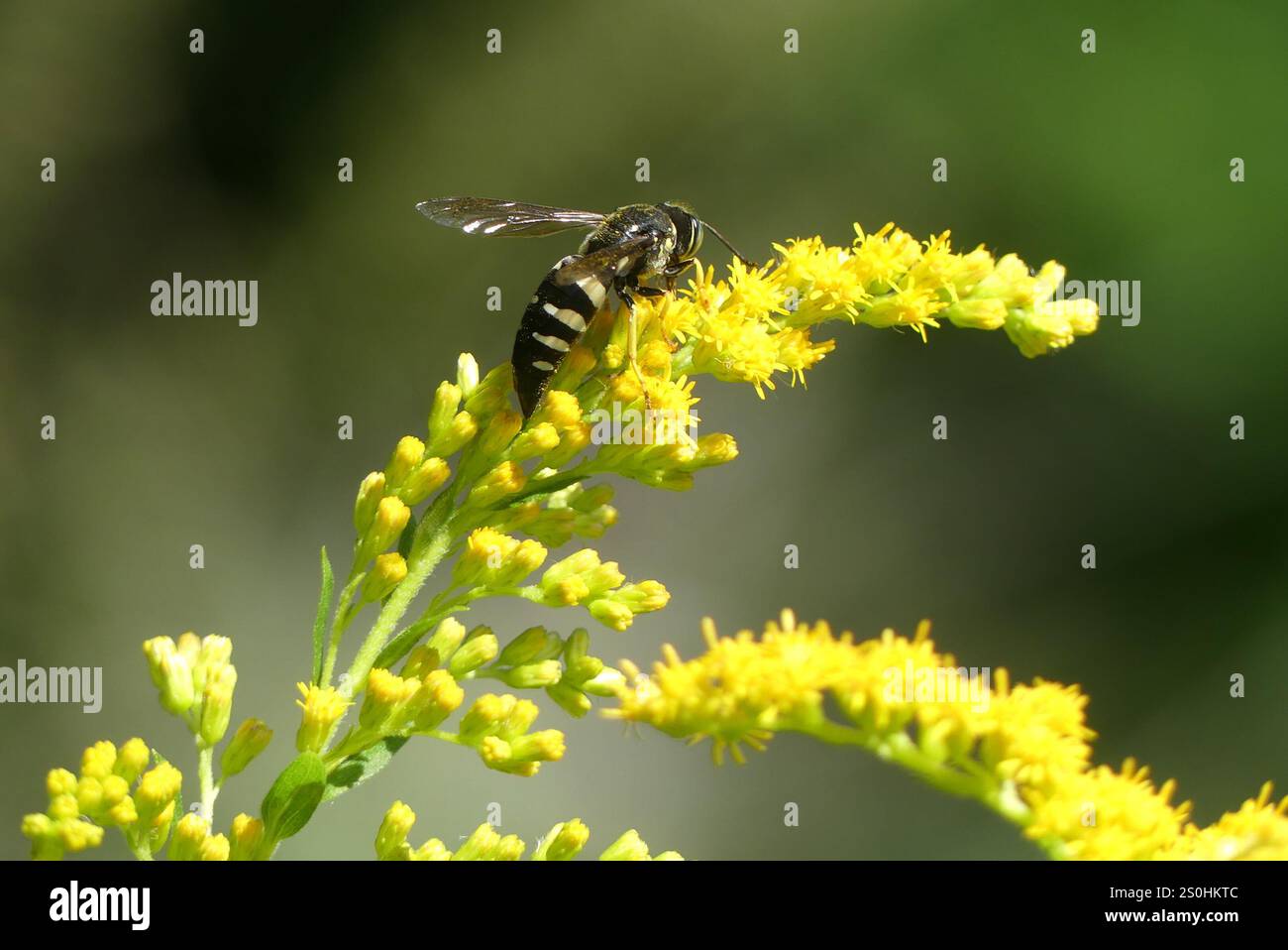 Four-banded Stink Bug Wasp (Bicyrtes quadrifasciatus Stock Photo - Alamy