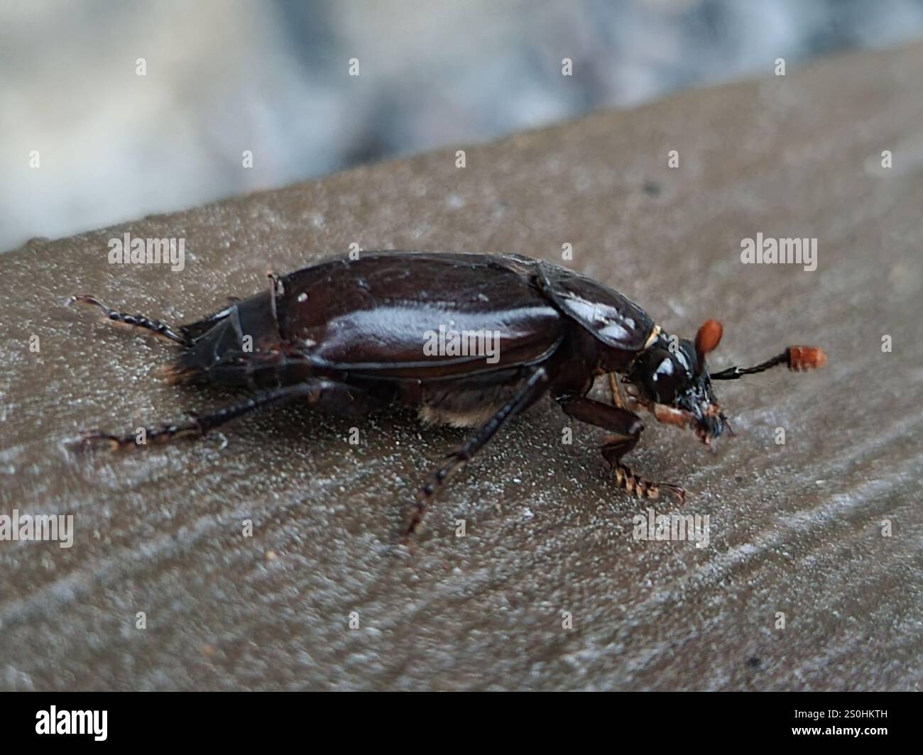 Black Burying Beetle (Nicrophorus humator Stock Photo - Alamy