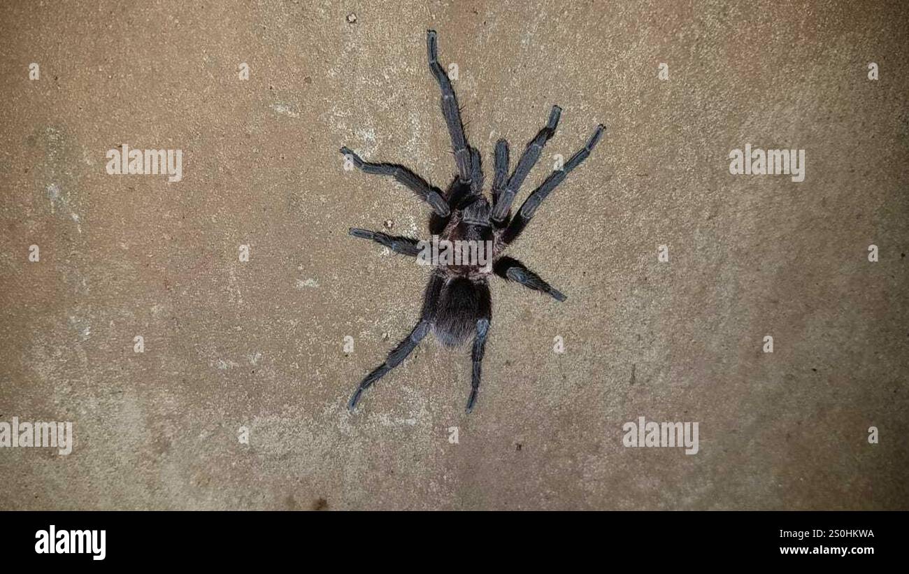 Costa Rican Blue Front Tarantula (Aphonopelma crinirufum Stock Photo ...