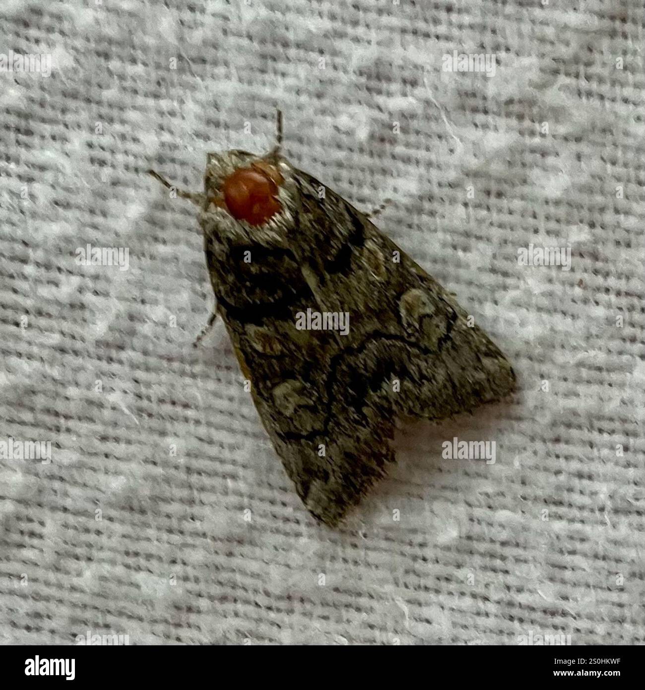 Cosmia hi-res stock photography and images - Alamy