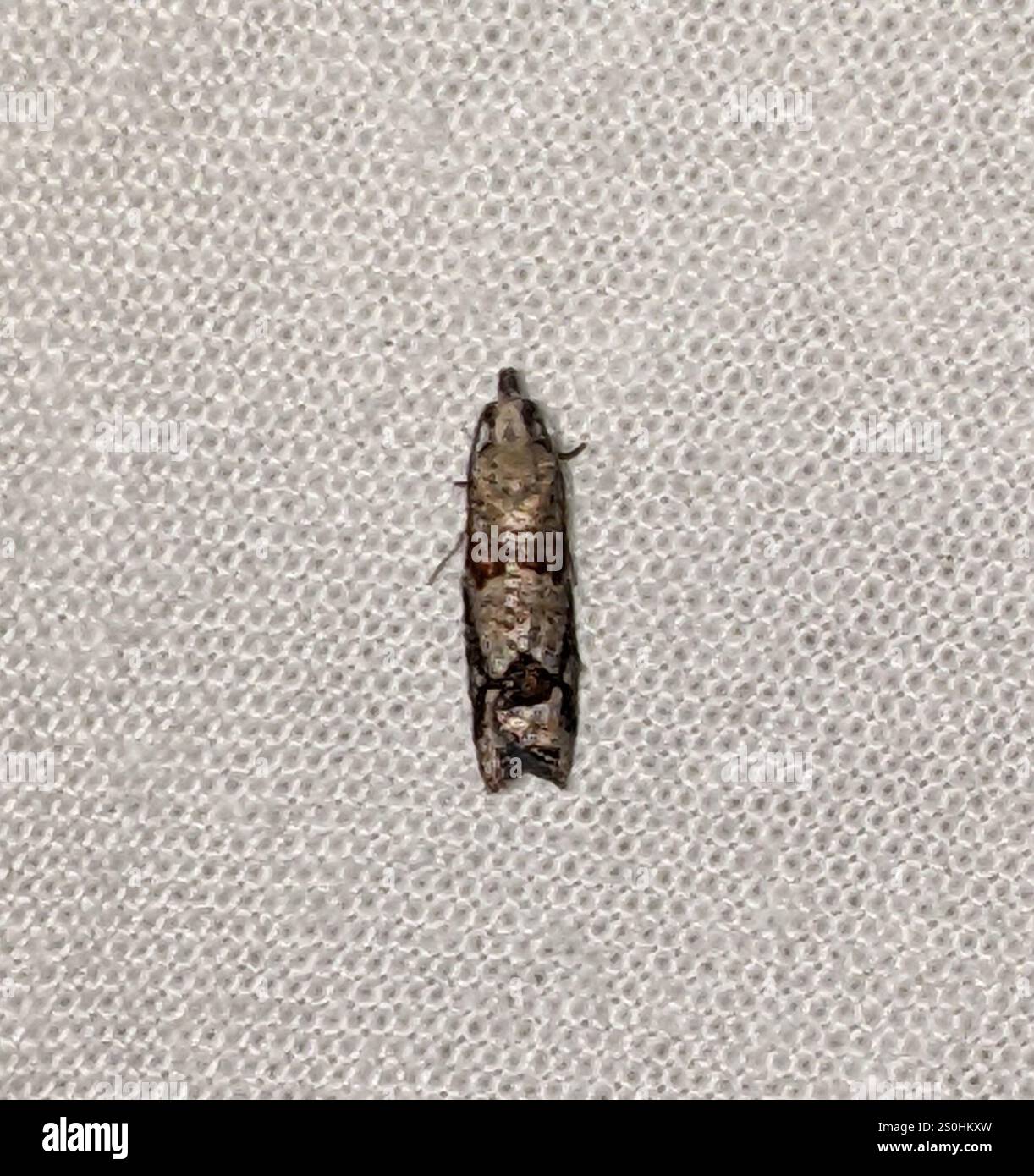 Red-striped Needleworm Moth (Epinotia radicana Stock Photo - Alamy