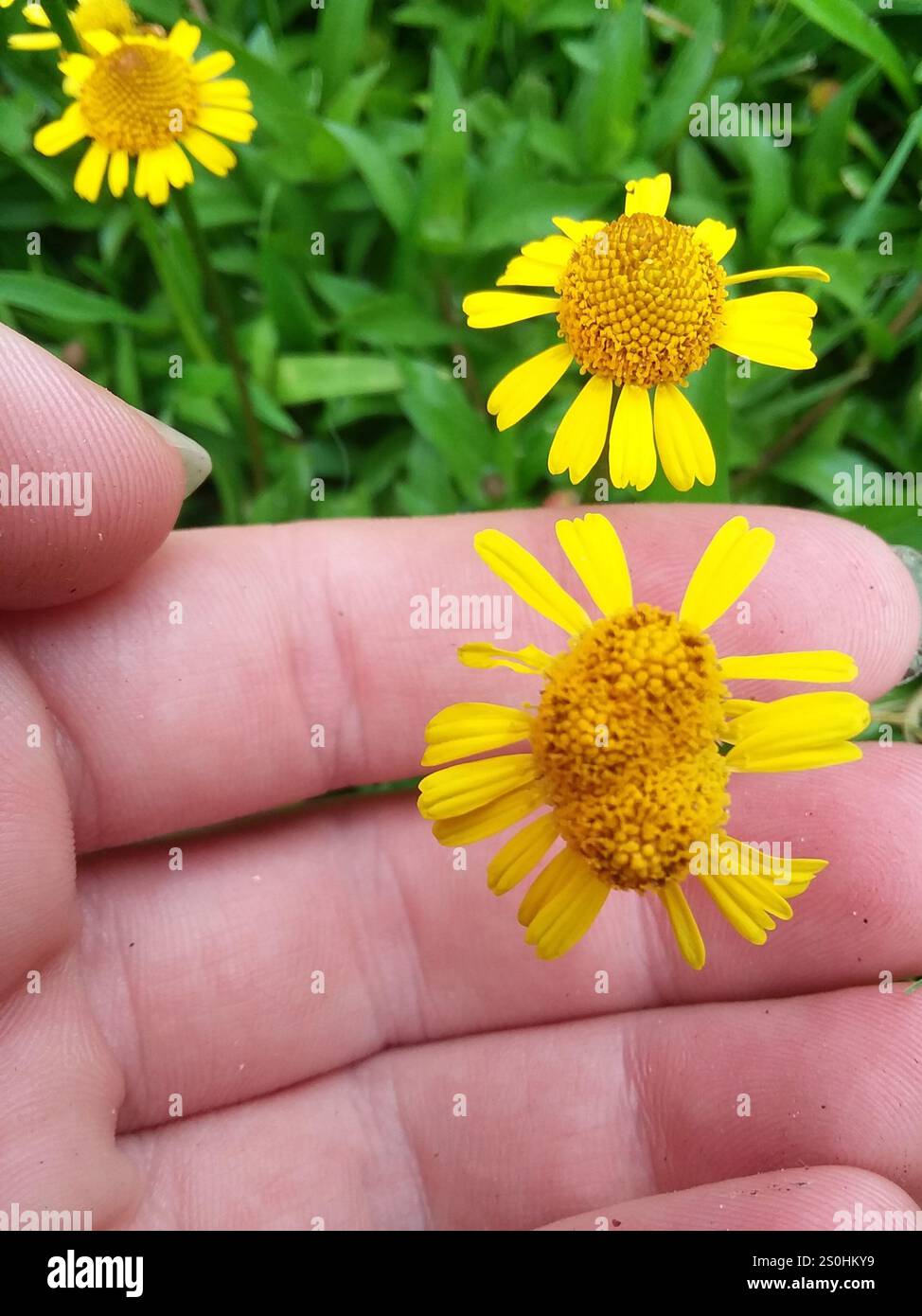 common sneezeweed (Helenium autumnale Stock Photo - Alamy