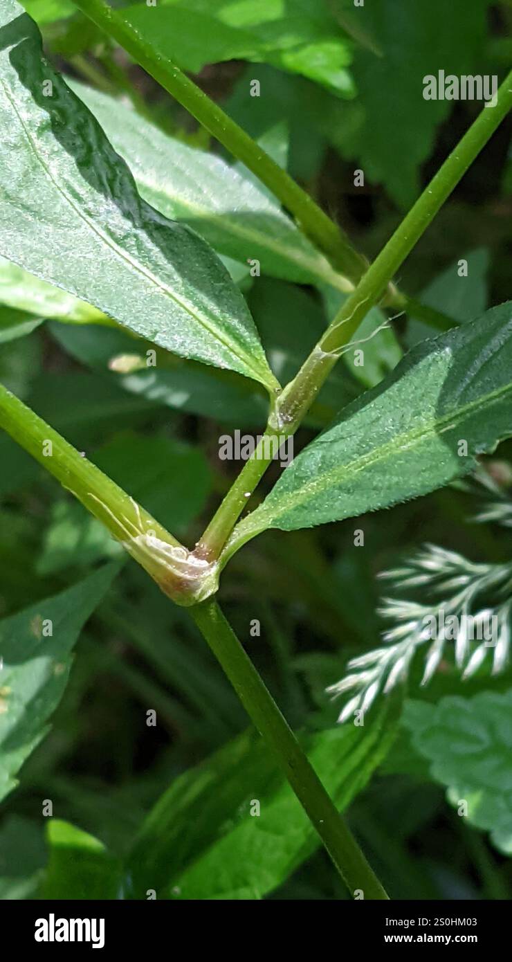 low smartweed (Persicaria longiseta Stock Photo - Alamy