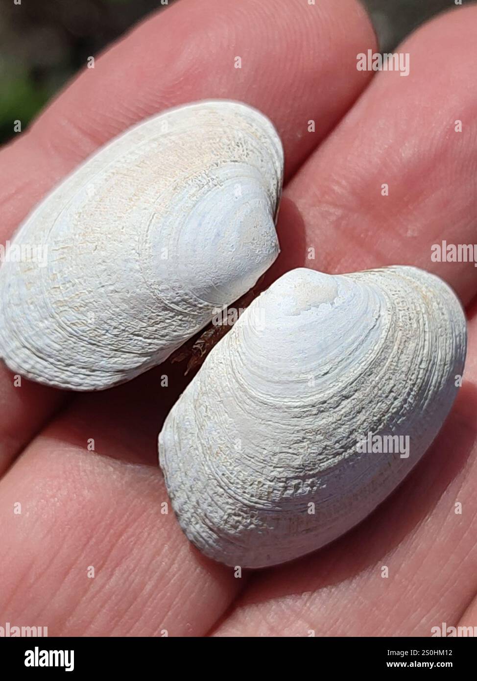 Japanese Littleneck (Ruditapes philippinarum Stock Photo - Alamy