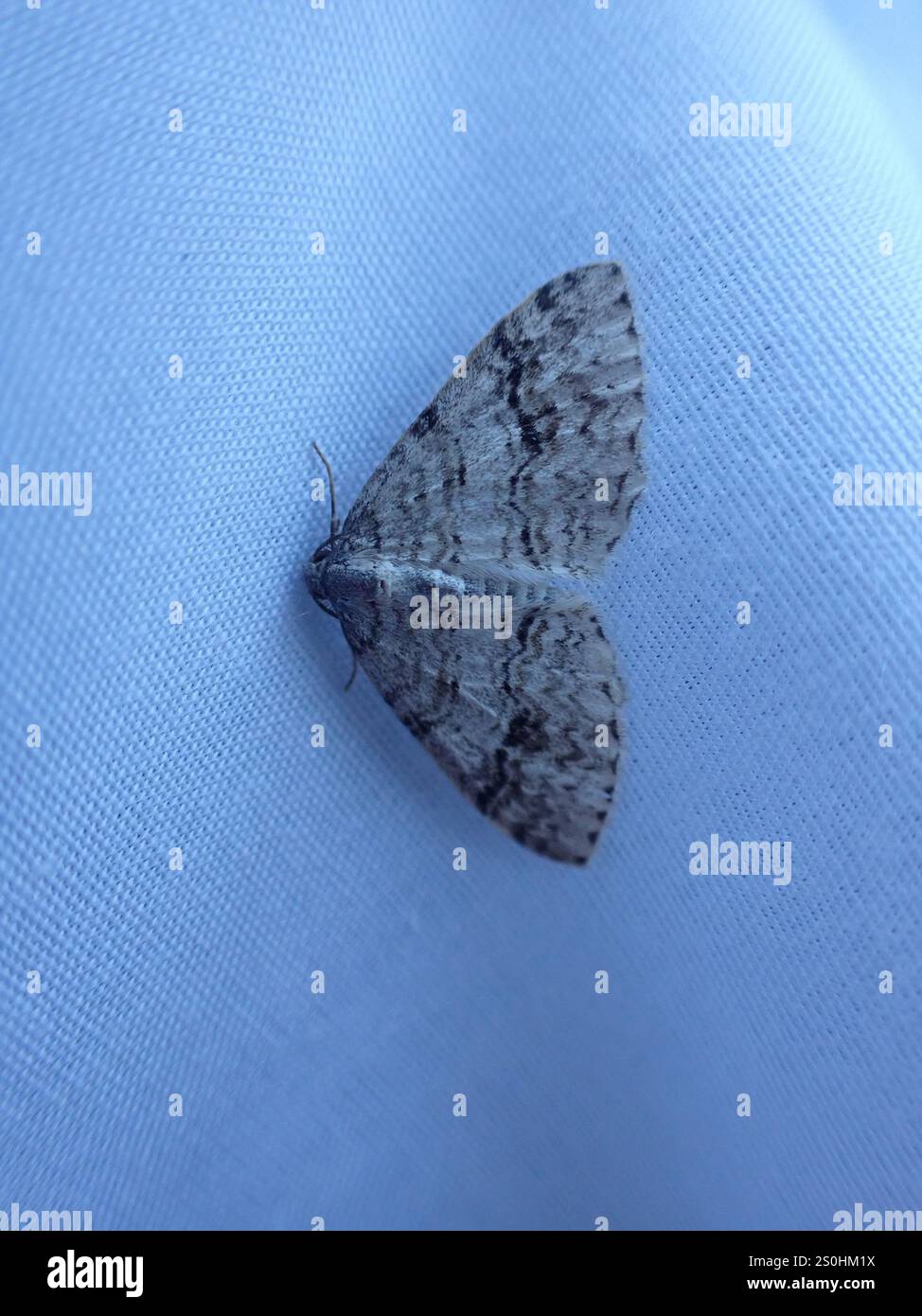 Welsh Wave Moth (Venusia cambrica Stock Photo - Alamy