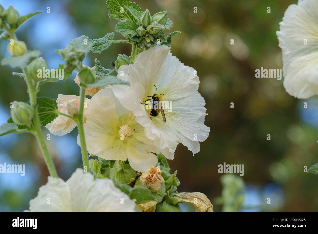 Morrison's Bumble Bee (Bombus morrisoni Stock Photo - Alamy