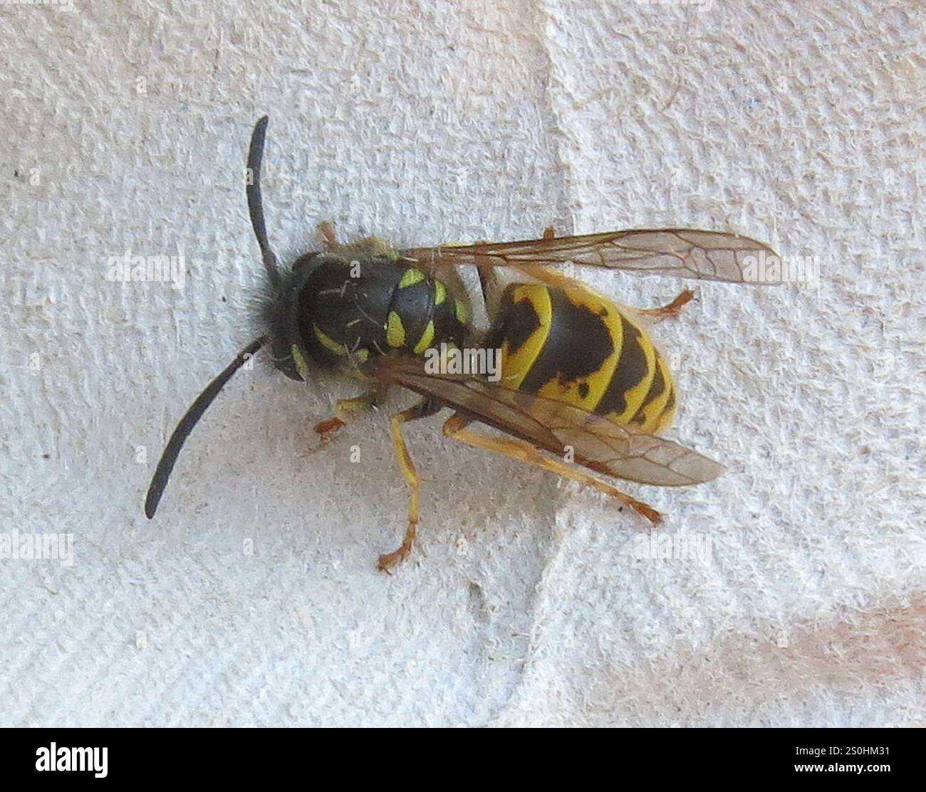 Common European Yellowjacket (Vespula vulgaris Stock Photo - Alamy