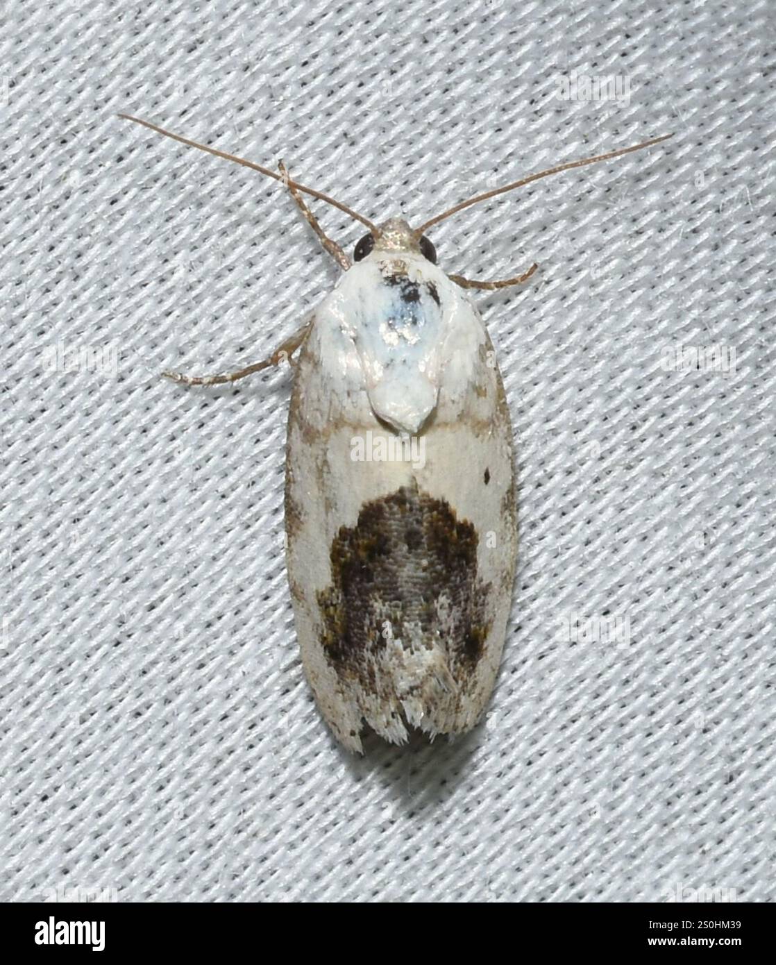 Small Bird-dropping Moth (Ponometia erastrioides Stock Photo - Alamy