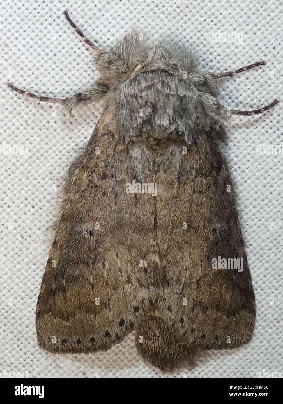 Variable Oakleaf Caterpillar Moth (Lochmaeus manteo Stock Photo - Alamy