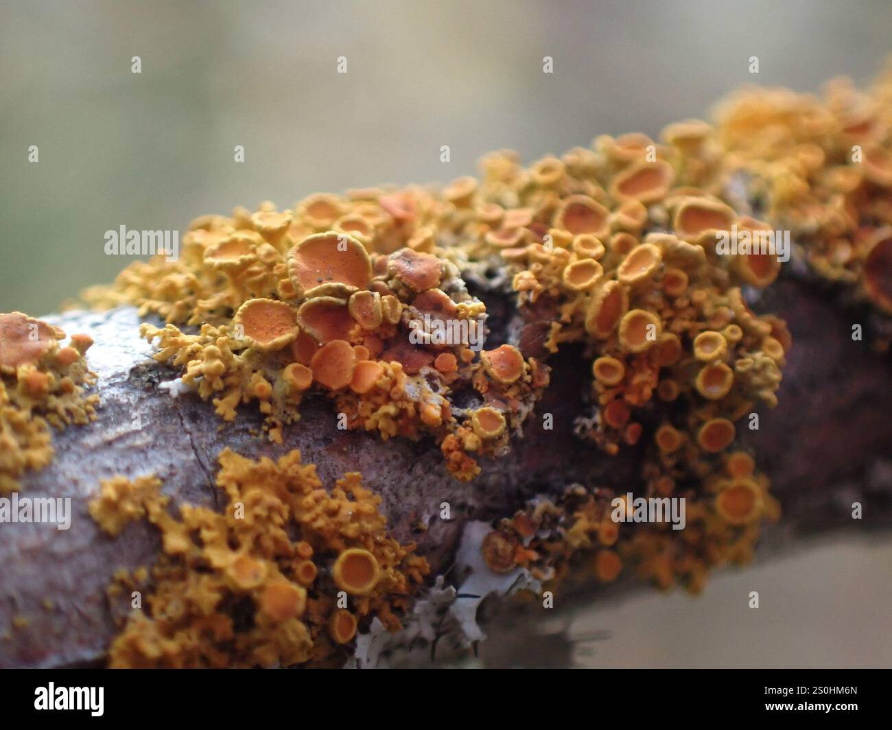 Pin-cushion Sunburst Lichen (Polycauliona polycarpa Stock Photo - Alamy
