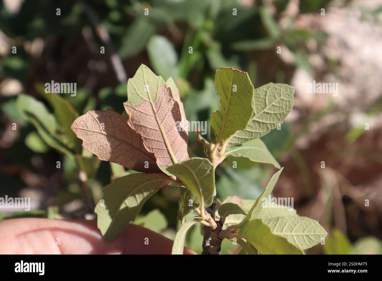 Arizona white oak (Quercus arizonica Stock Photo - Alamy