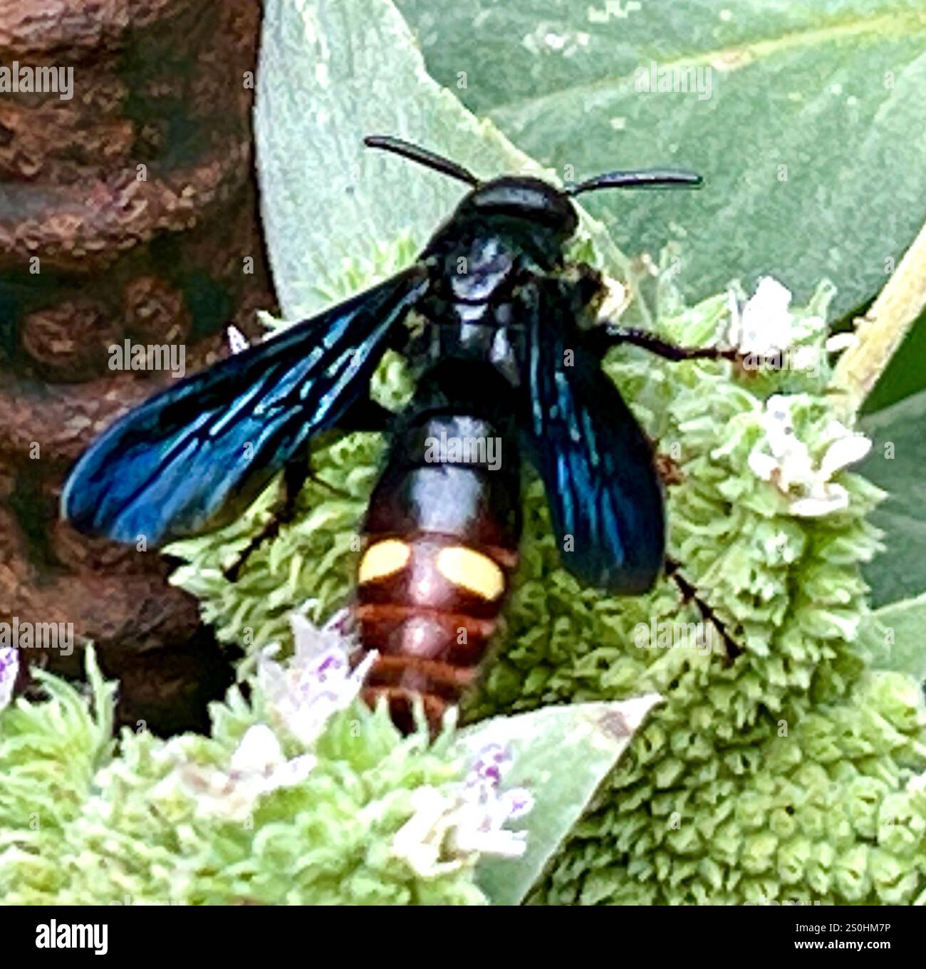 Blue-winged Scoliid Wasp (Scolia dubia Stock Photo - Alamy