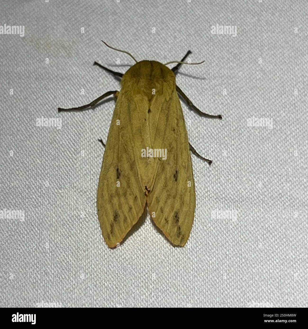 Isabella Tiger Moth (Pyrrharctia isabella Stock Photo - Alamy