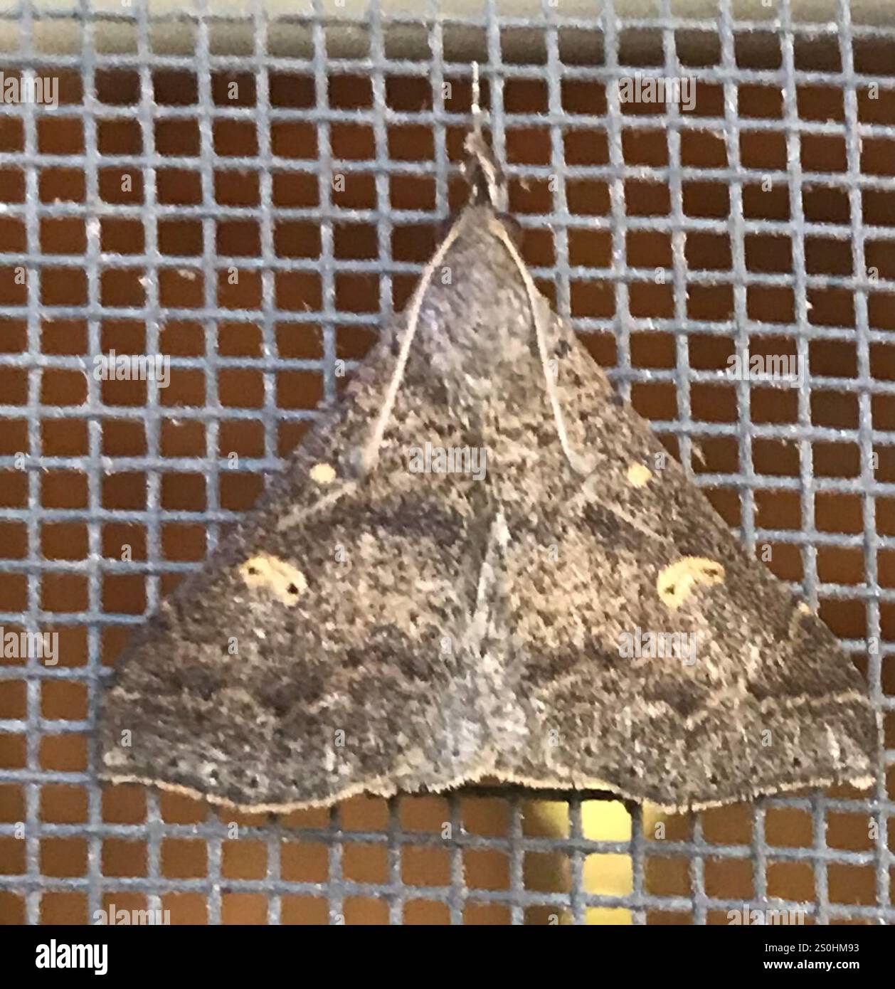 Renia Moths (Renia Stock Photo - Alamy