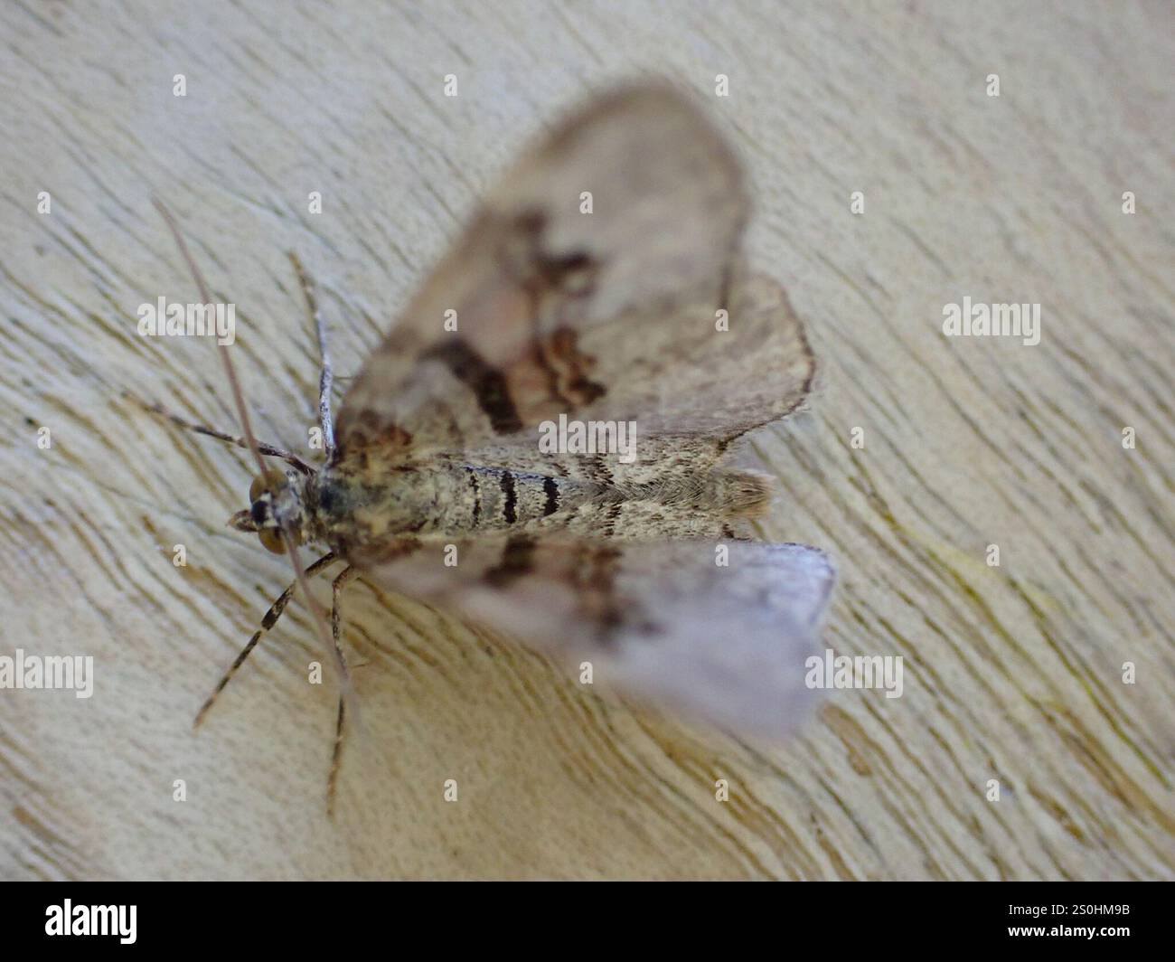 Flame Carpet (Xanthorhoe designata Stock Photo - Alamy