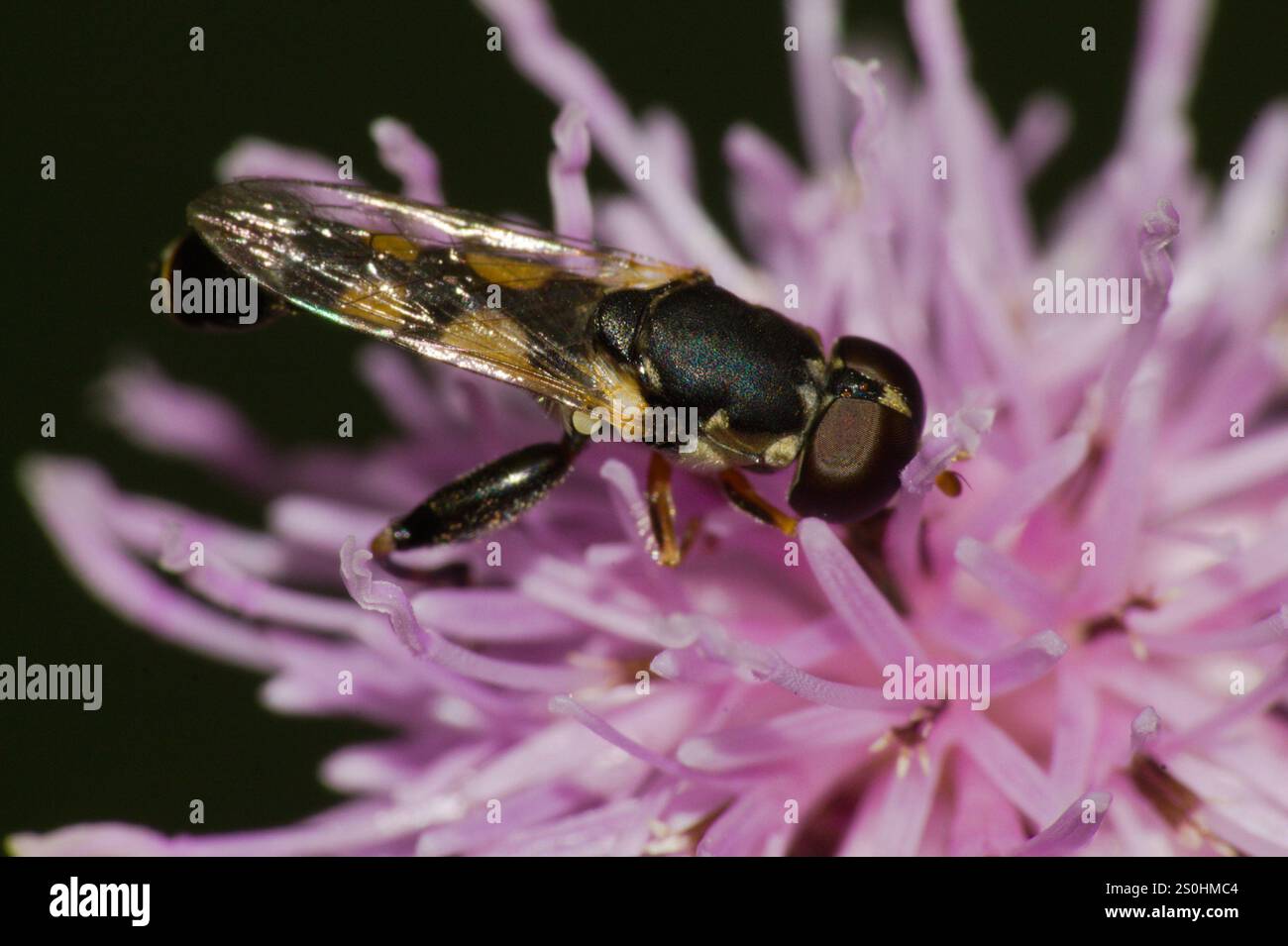 Thick-legged Hover Fly (Syritta pipiens Stock Photo - Alamy