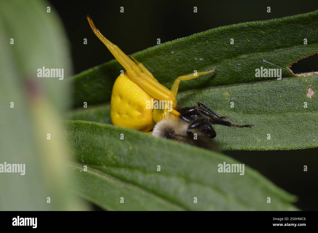 White-banded Crab Spider (Misumenoides formosipes Stock Photo - Alamy