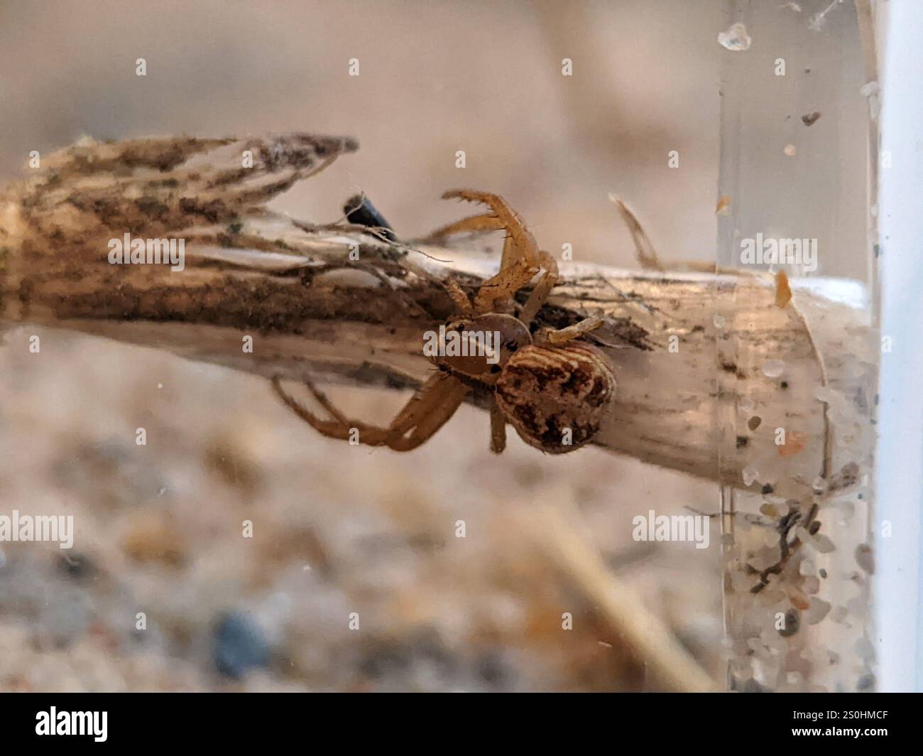 Crab Spiders (Thomisidae Stock Photo - Alamy