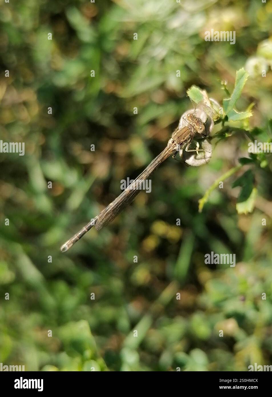 Siberian Winter Damsel (Sympecma paedisca Stock Photo - Alamy
