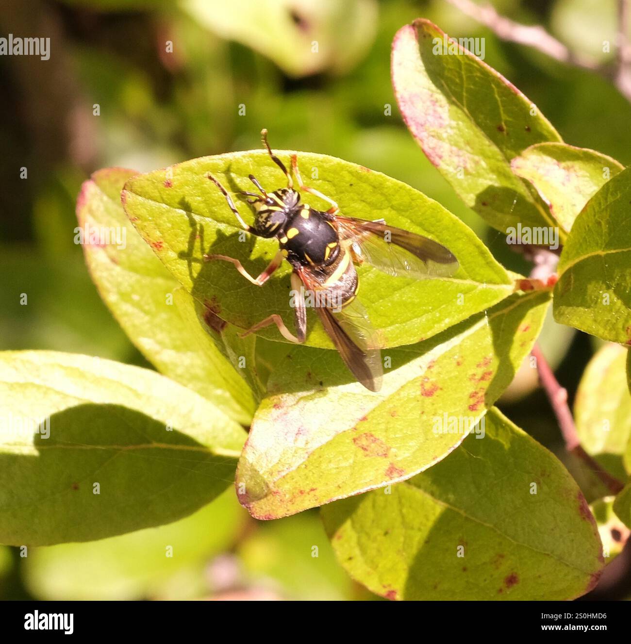 Four-lined Hornet Fly (Spilomyia sayi Stock Photo - Alamy