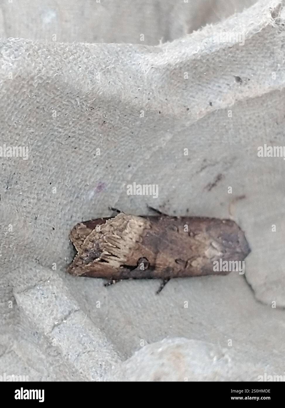 Ipsilon Dart Moth (Agrotis ipsilon Stock Photo - Alamy