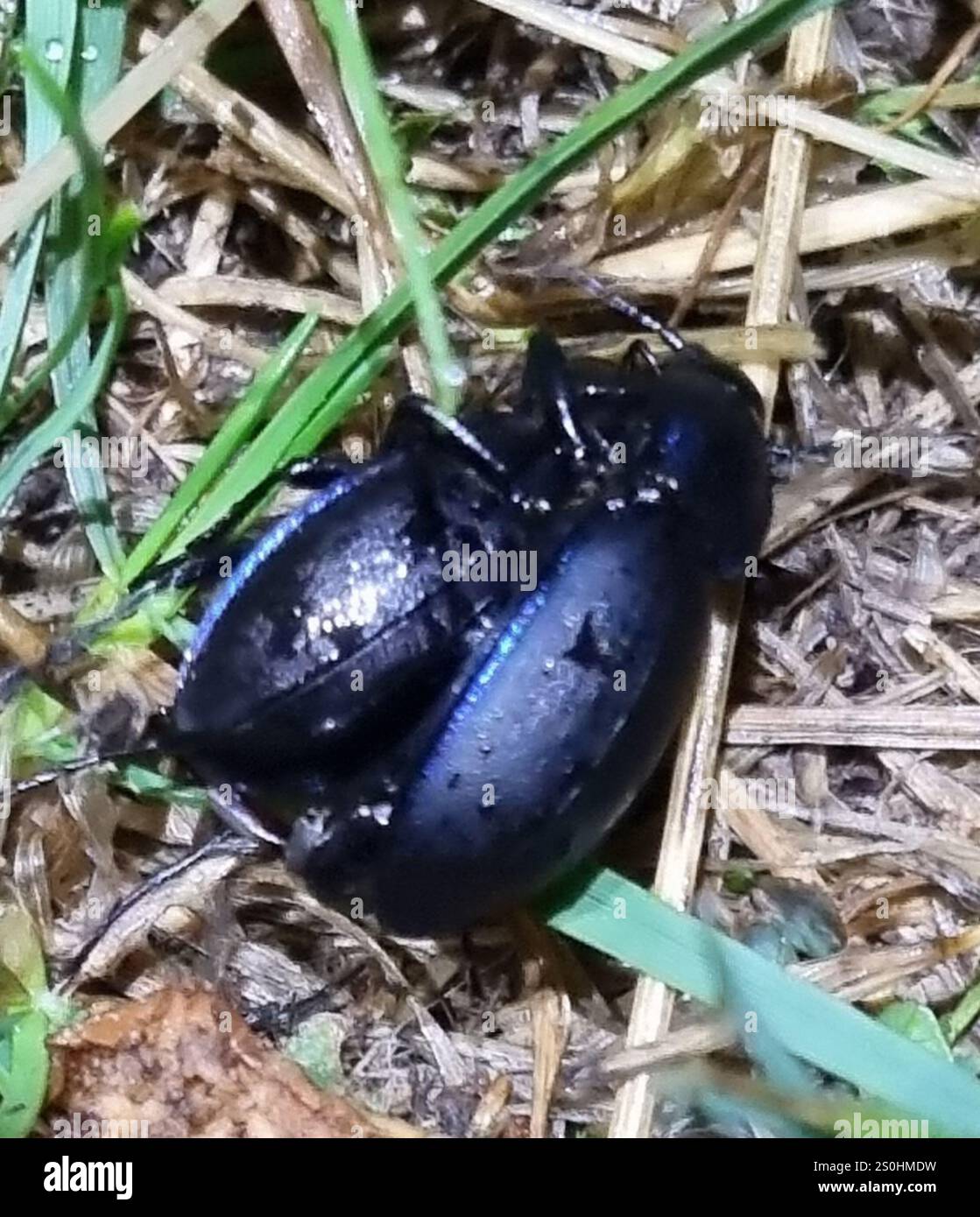 Violet ground beetle (Carabus violaceus Stock Photo - Alamy