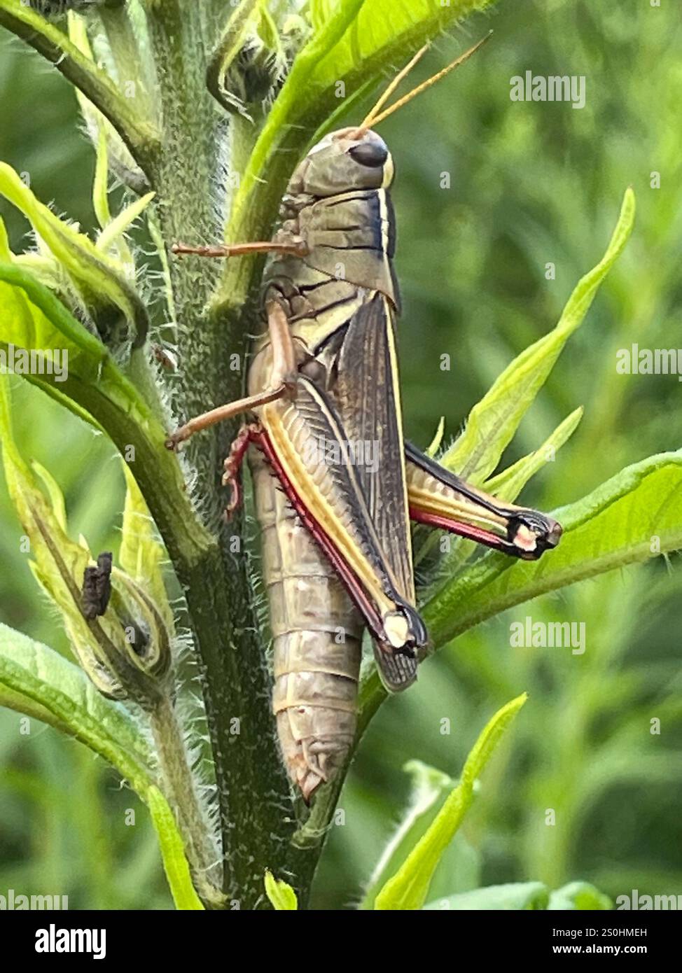 Red-legged Grasshopper (Melanoplus femurrubrum Stock Photo - Alamy