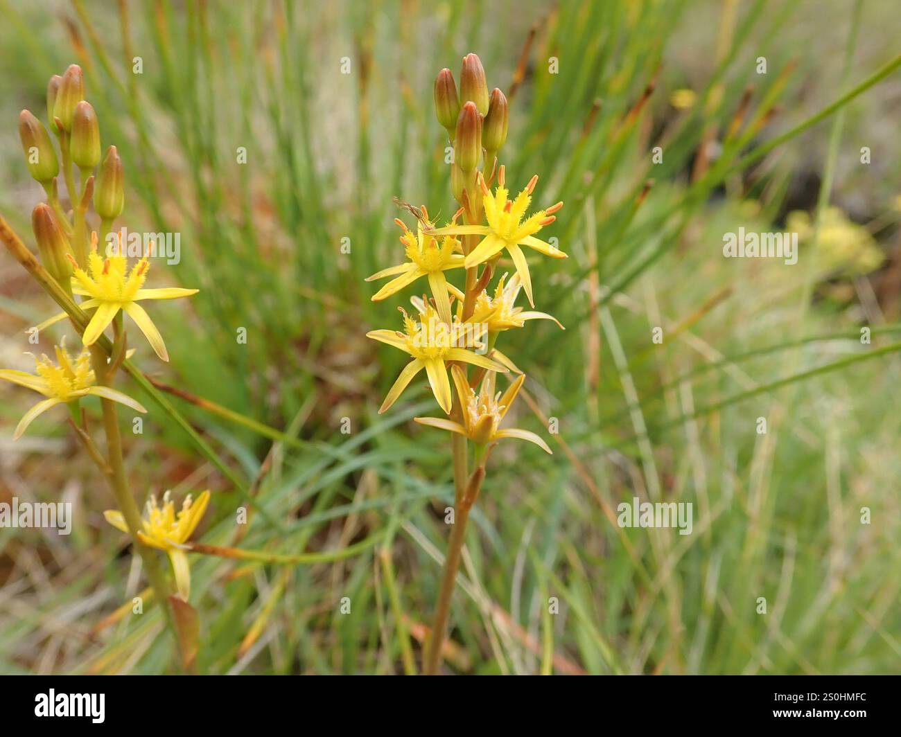 bog asphodel (Narthecium ossifragum Stock Photo - Alamy