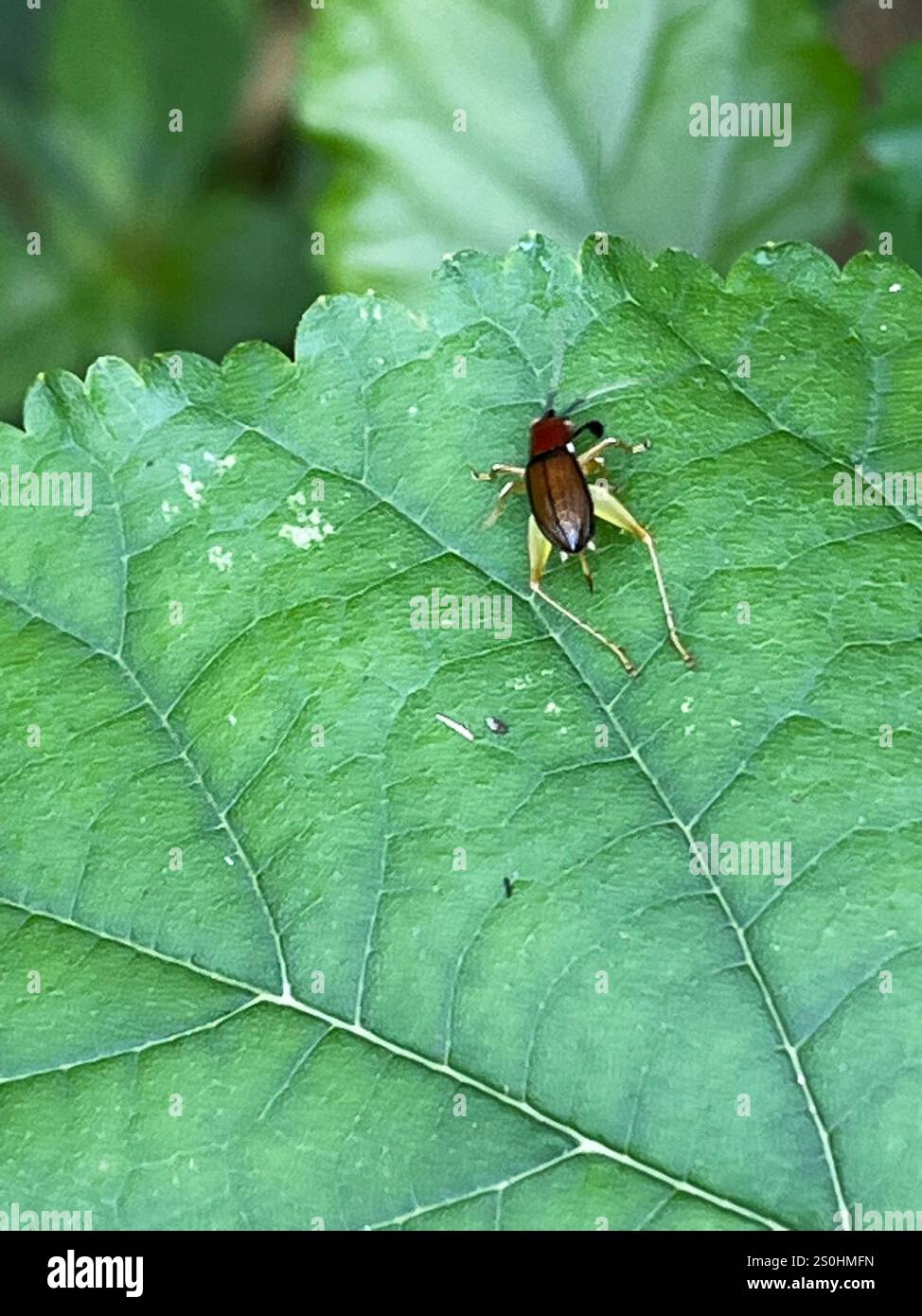 Red-headed Bush Cricket (Phyllopalpus pulchellus Stock Photo - Alamy