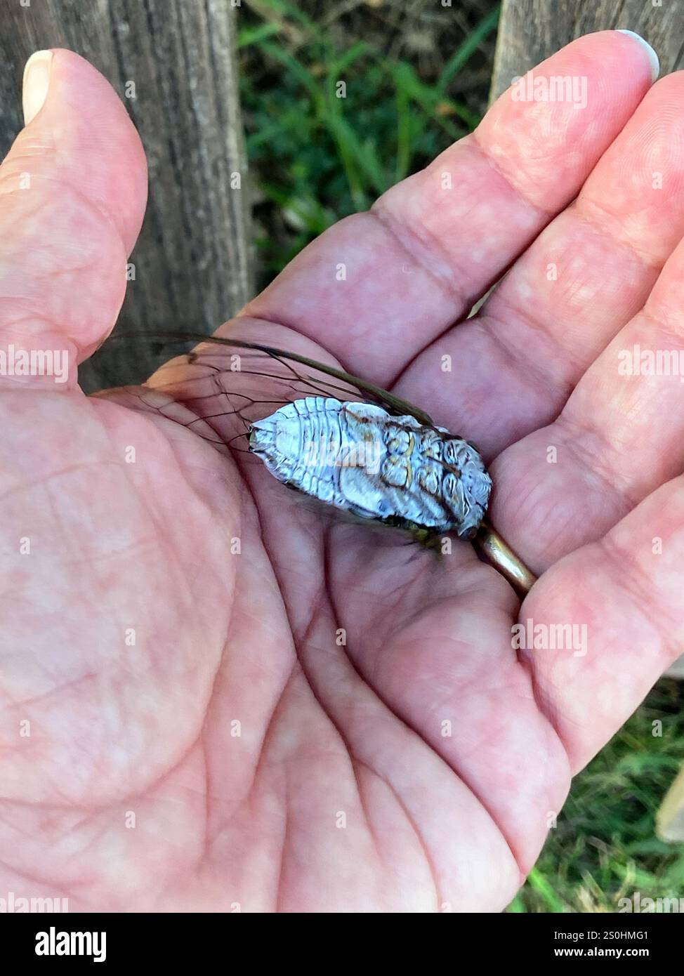 Northern Dusk-singing Cicada (Megatibicen grossa Stock Photo - Alamy