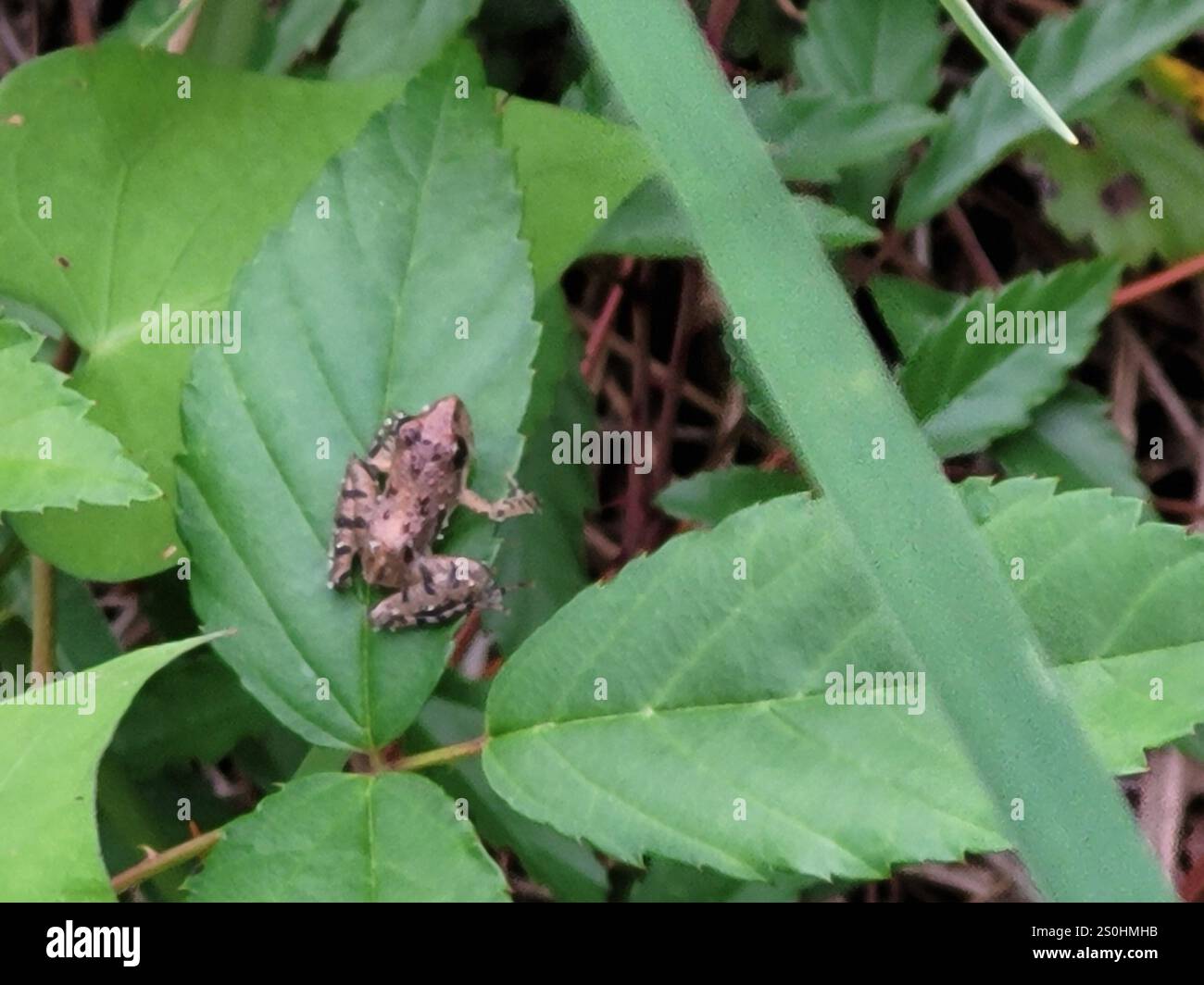 Southern Cricket Frog (Acris gryllus Stock Photo - Alamy