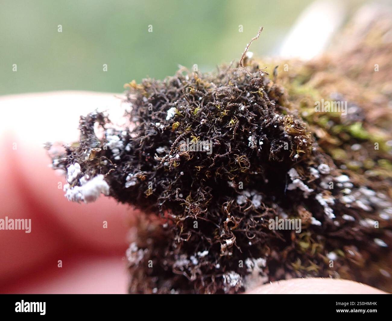 Turner's Threadwort (Cephaloziella turneri Stock Photo - Alamy